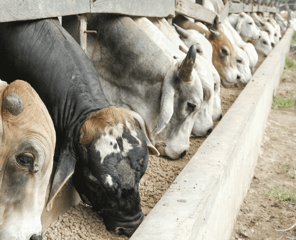 Feed Ingredients – 260 Brands